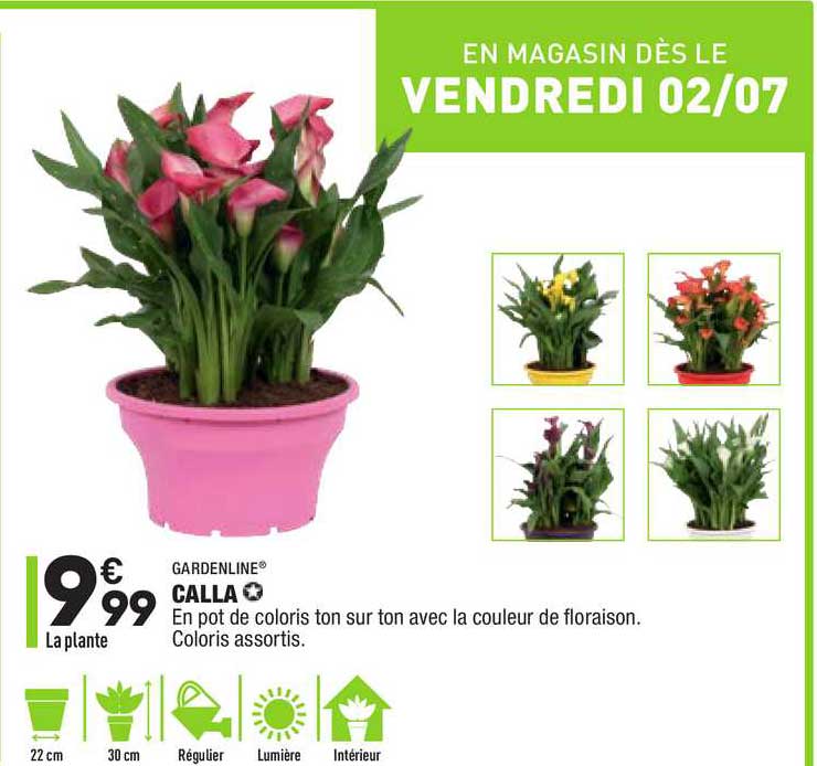 Promo Calla Gardenline chez Aldi - iCatalogue.fr