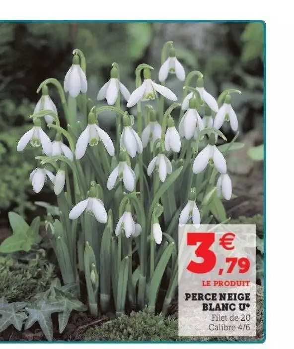 Promo Perce Neige Blanc U chez Hyper U - iCatalogue.fr