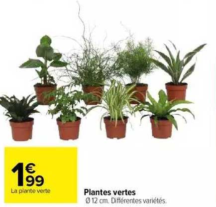 Promo Plantes Vertes chez Carrefour - iCatalogue.fr