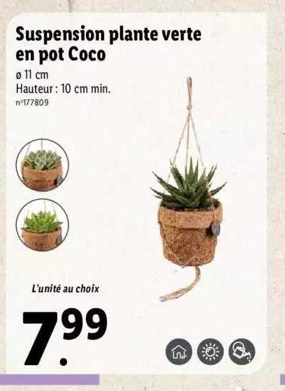 Plante Coco Lidl