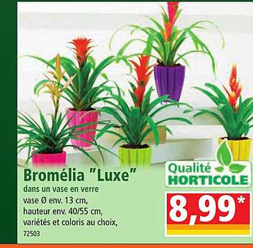 Promo Bromélia "luxe" chez Norma - iCatalogue.fr