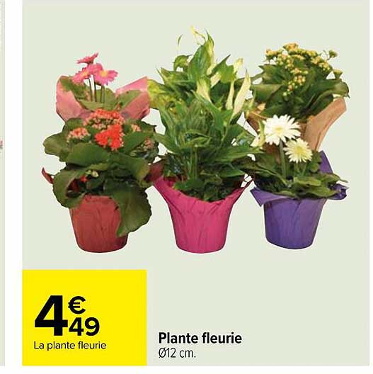 Promo Plante Fleurie chez Carrefour - iCatalogue.fr