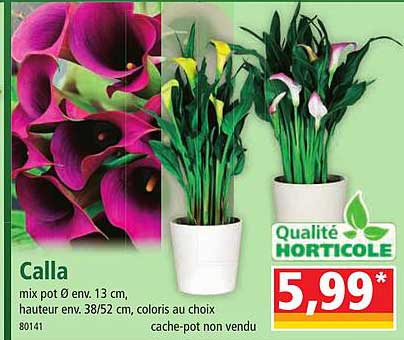 Promo Calla chez Norma - iCatalogue.fr