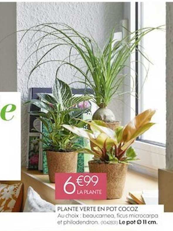 Promo Plante Verte En Pot Cocoz chez Truffaut - iCatalogue.fr
