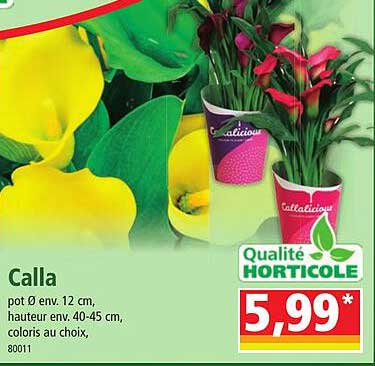 Promo Calla chez Norma - iCatalogue.fr