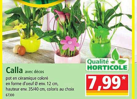Promo Calla Avec Décos chez Norma - iCatalogue.fr